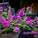 Flutterby Petite® Tutti Fruitti Pink Butterfly Bush | The Tree Center™