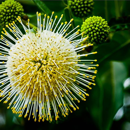 Buttonbush For Sale Online | The Tree Center™
