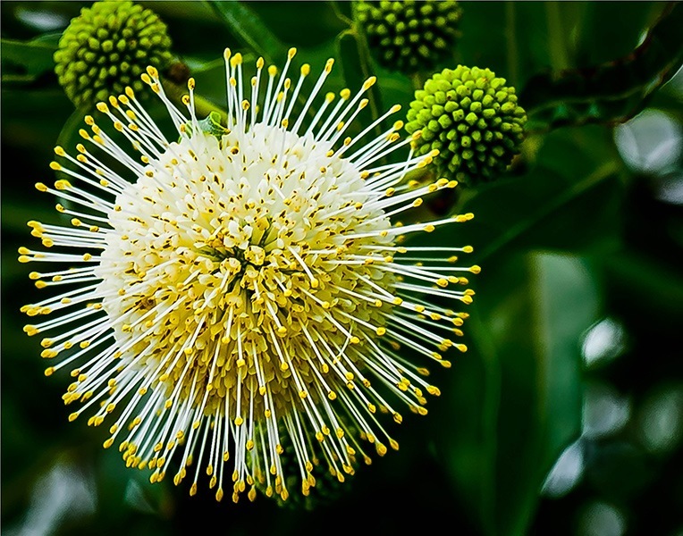 Buttonbush For Sale Online | The Tree Center™