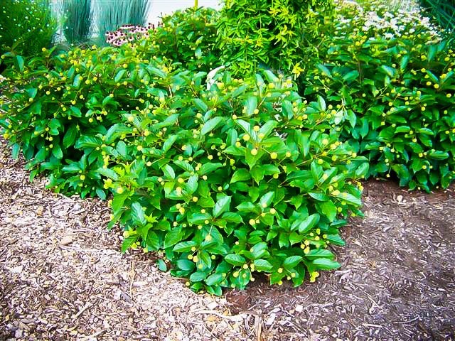 Buttonbush For Sale Online | The Tree Center™