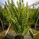 California Privet For Sale | The Tree Center™