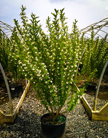 California Privet For Sale | The Tree Center™