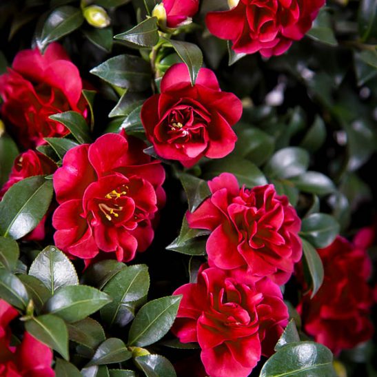 October Magic Ruby Camellias For Sale | The Tree Center™