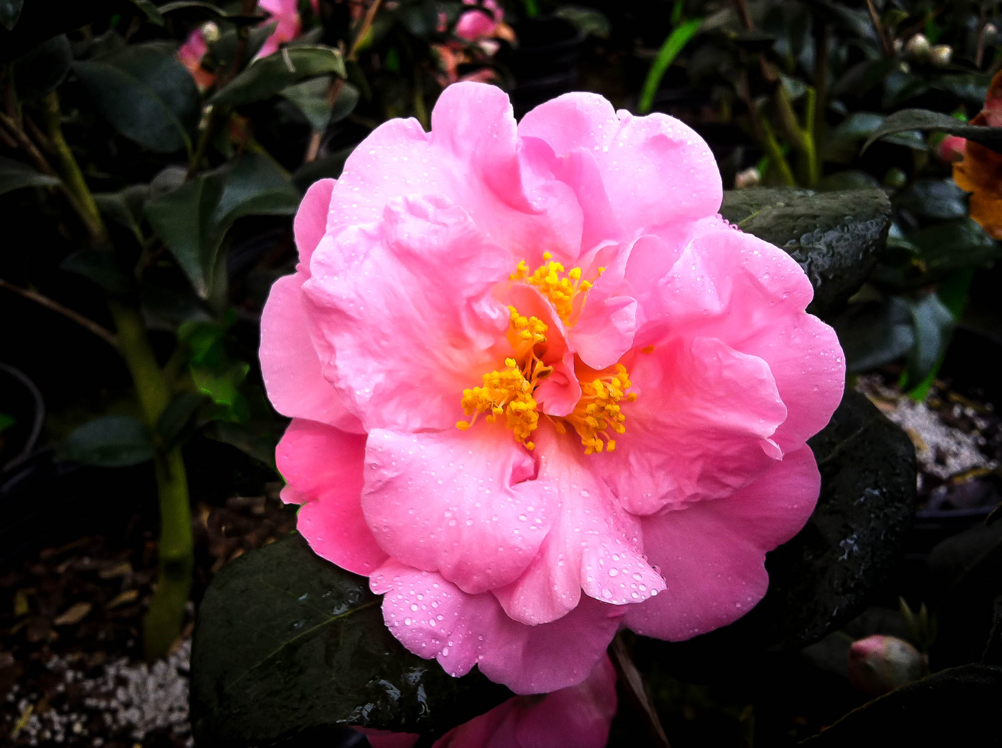 Azalea Bush Shishi Gashira Camellia | Pink Blooming Evergreen Evergreen ...