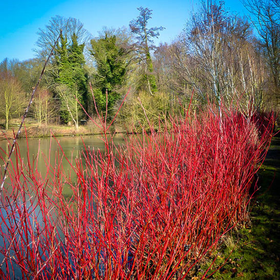 Cardinal Red Dogwood