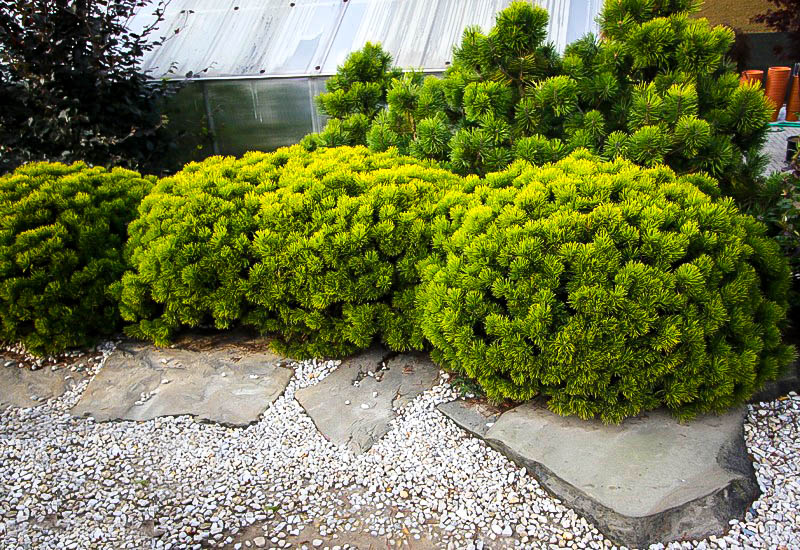 Carsten's Wintergold Mugo Pine For Sale | The Tree Center™