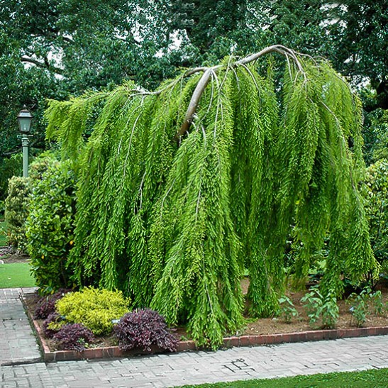 Cascade Falls Bald Cypress For Sale Online | The Tree Center
