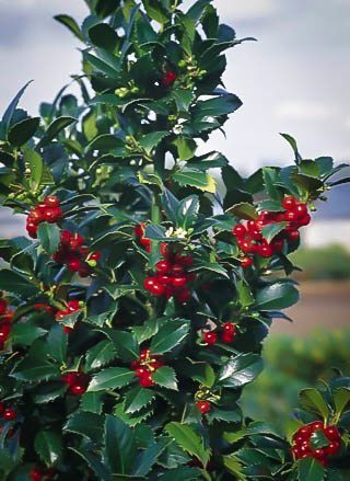 Castle Spire® Blue Holly "Heckenfee" For Sale | The Tree Center™