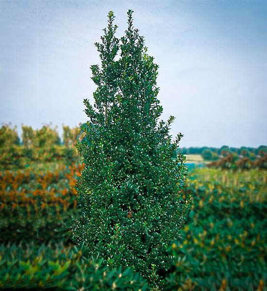 Castle Wall® Blue Holly “Heckenstar” For Sale | The Tree Center™