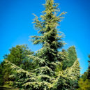 Golden Atlas Cedar Trees For Sale Online | The Tree Center™