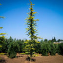 Golden Atlas Cedar Trees For Sale Online | The Tree Center™