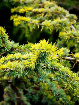 Buy Cedar Trees | Cedar Trees for Sale Online | The Tree Center