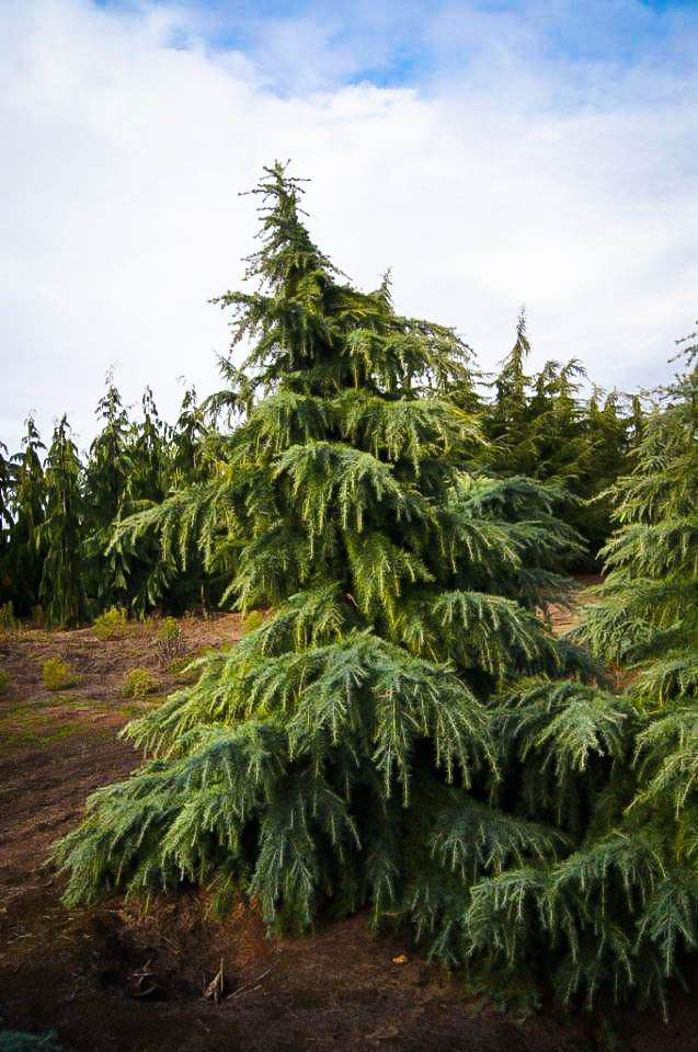 Feelin' Blue Deodar Cedar For Sale Online | The Tree Center