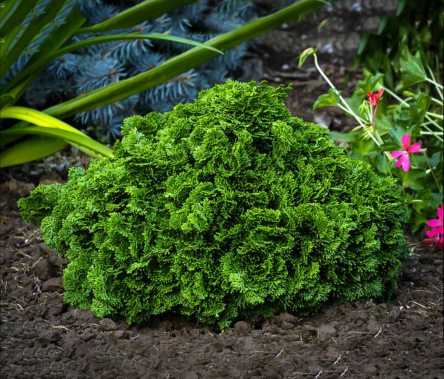 Hinoki Cypress For Sale Online | The Tree Center