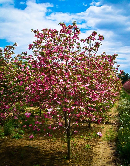 Cherokee Brave Dogwood Tree For Sale Online | The Tree Center™