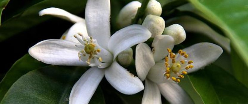 Pollinate Your Citrus Trees for a Bumper Crop | The Tree Center™