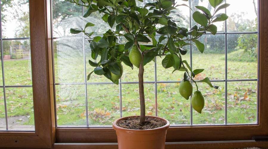 The Tree Center Blog | The Tree Center™