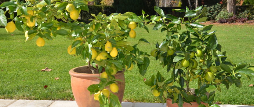 Growing Citrus Trees in Pots | The Tree Center™