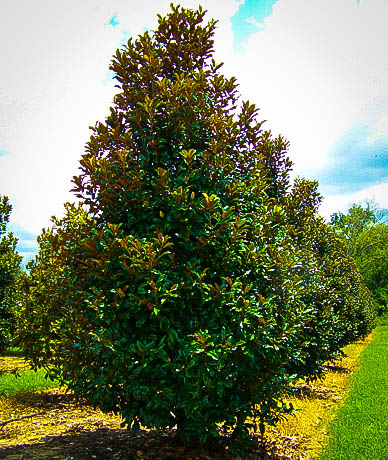 Claudia Wannamaker Southern Magnolia For Sale | The Tree Center™