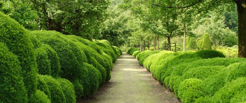 American Boxwood – More Versatile Than You Thought | The Tree Center™