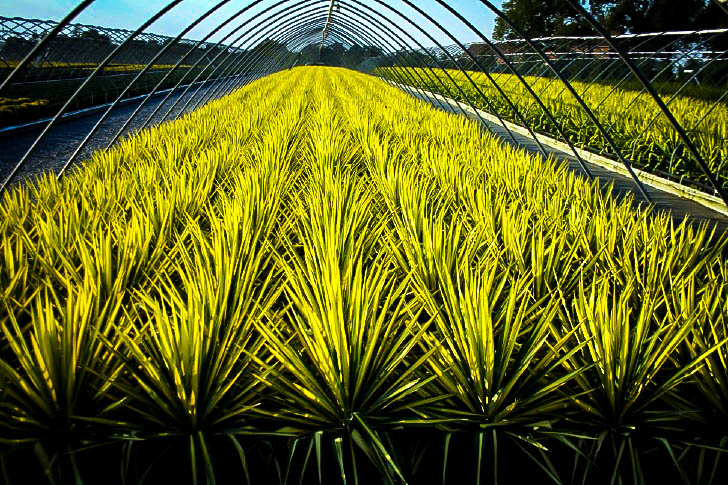 Color Guard Yucca | The Tree Center™