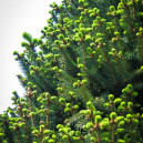 Columnar Norway Spruce Trees For Sale | The Tree Center™