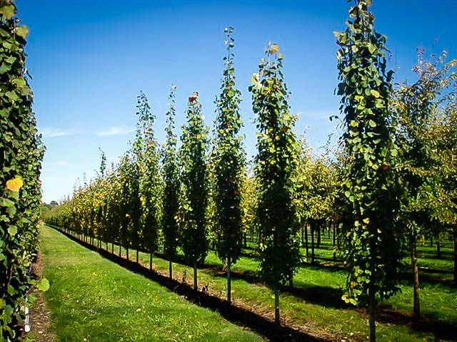 Columnar Swedish Aspen For Sale Online | The Tree Center