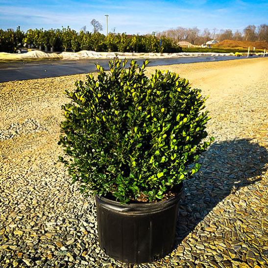 Compact Japanese Holly For Sale Online | The Tree Center™