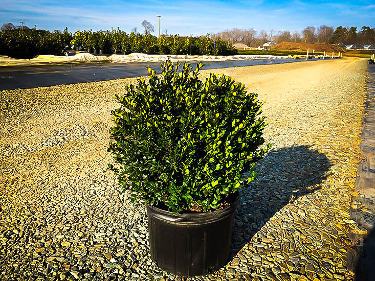 Compact Japanese Holly For Sale Online | The Tree Center™