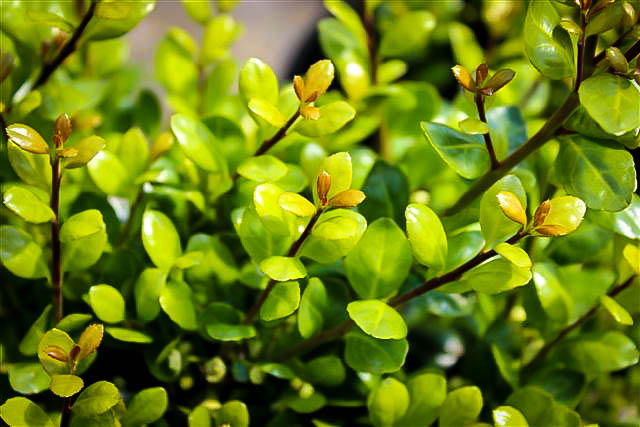 Compact Japanese Holly For Sale Online | The Tree Center™