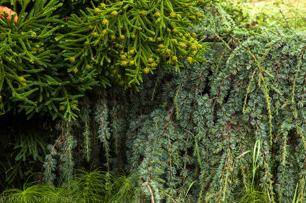 Some Unusual Evergreens for Your Garden | The Tree Center™