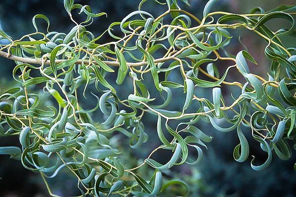 Corkscrew Willow For Sale Online | The Tree Center