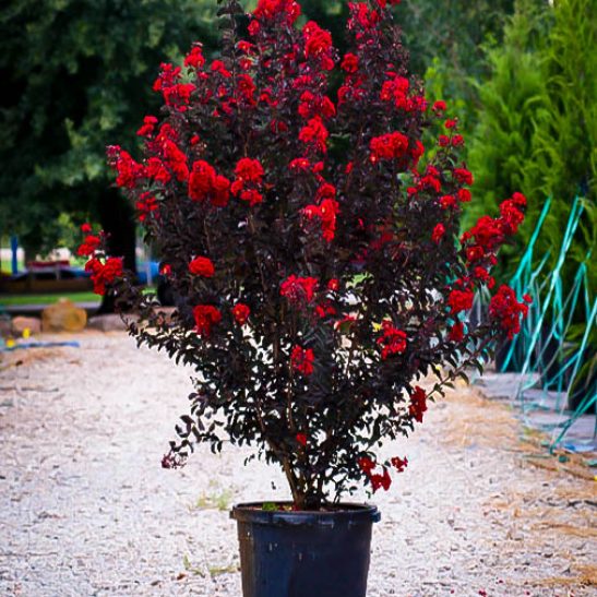 Buy Best Red™ Black Diamond® Crape Myrtles Online | The Tree Center™ Buy Best Red™ Black Diamond® Crape Myrtles Online | The Tree Center™