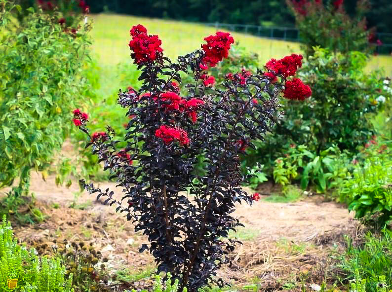 Crimson Red™ Black Diamond® Crape Myrtles For Sale | The Tree Center™