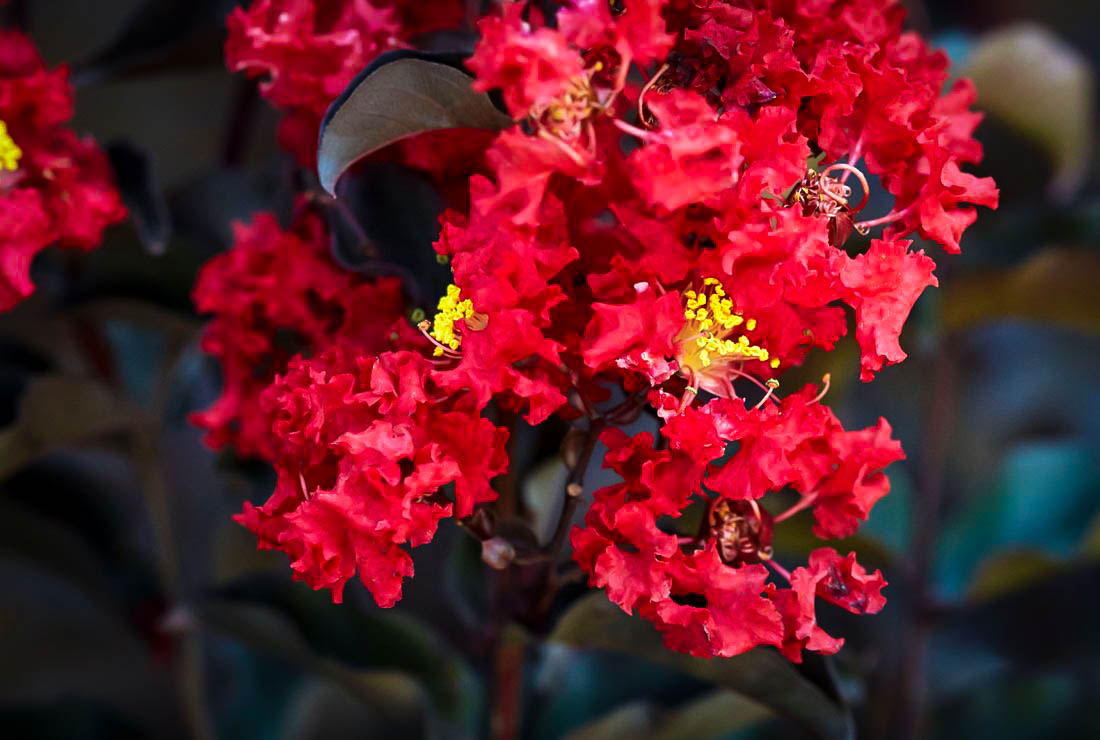 Crimson Red™ Black Diamond® Crape Myrtles For Sale | The Tree Center™