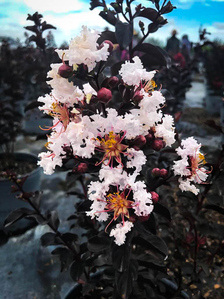 Pure White™ Black Diamond® Crape Myrtles For Sale | The Tree Center™