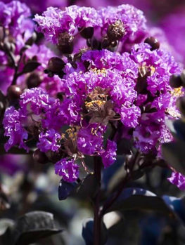 Buy Crepe Myrtle Trees | Crape Myrtle Trees For Sale | The Tree Center