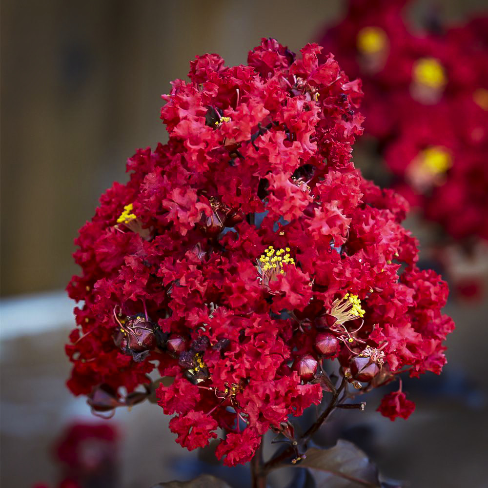 Red Hot™ Black Diamond® Crape Myrtles For Sale | The Tree Center™