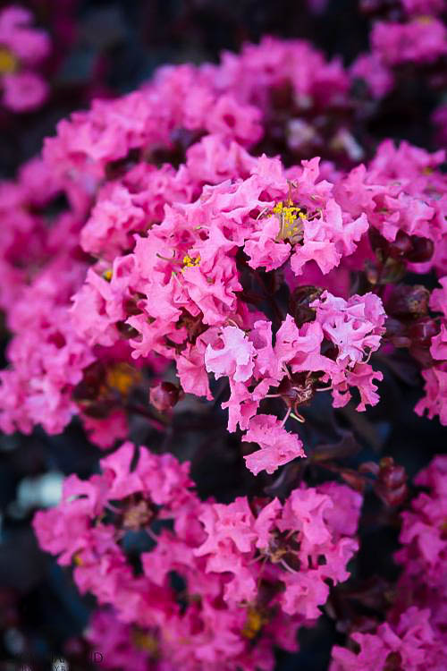 Shell Pink™ Black Diamond® Crape Myrtles For Sale | The Tree Center™