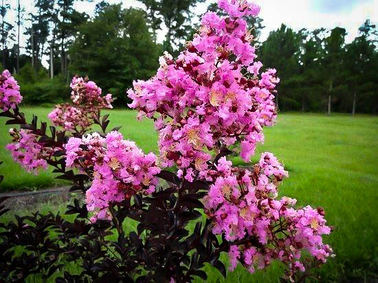 Shell Pink™ Black Diamond® Crape Myrtles For Sale | The Tree Center™