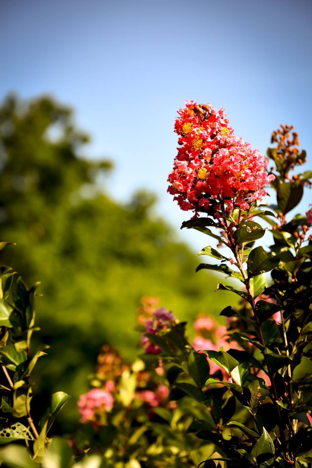 Coral Magic Crape Myrtles For Sale | The Tree Center™