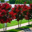 Buy Miss Francis Crape Myrtle Trees Online | The Tree Center™
