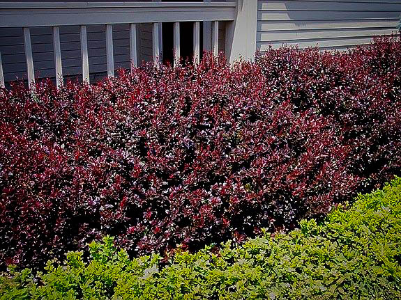 Crimson Pygmy Barberry | The Tree Center™