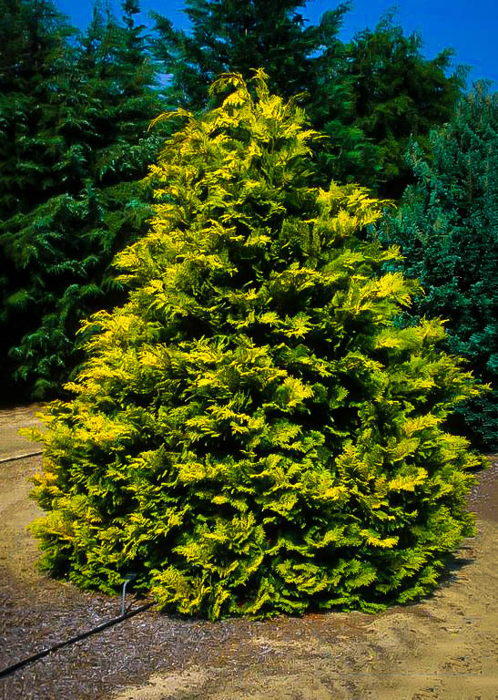Golden Hinoki Cypress Crippsii For Sale The Tree Center 