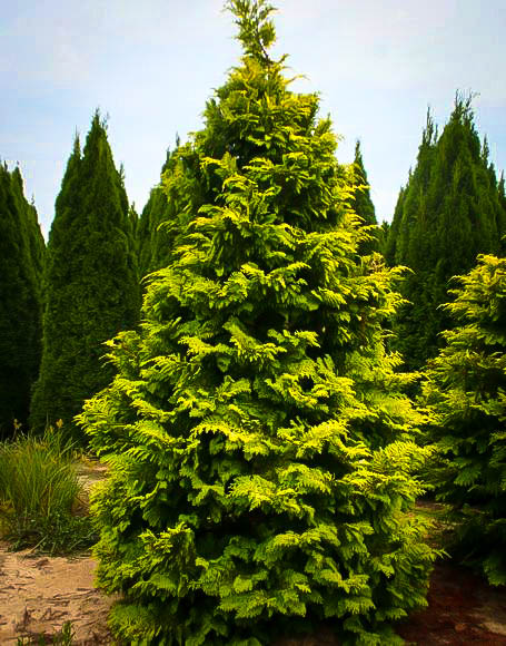 Golden Hinoki Cypress 'Crippsii' For Sale | The Tree Center™