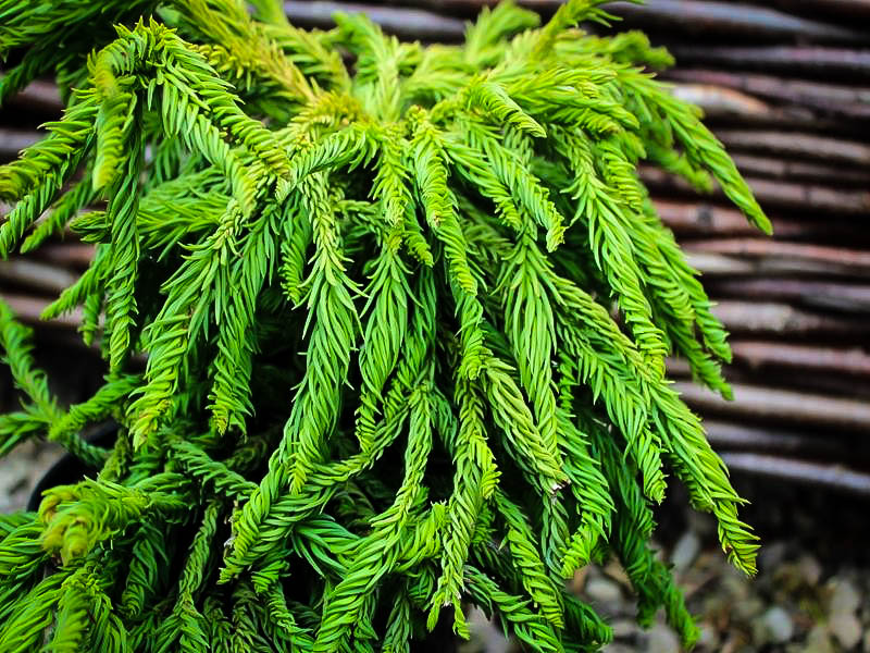 Spiral Japanese Cedar For Sale Online | The Tree Center