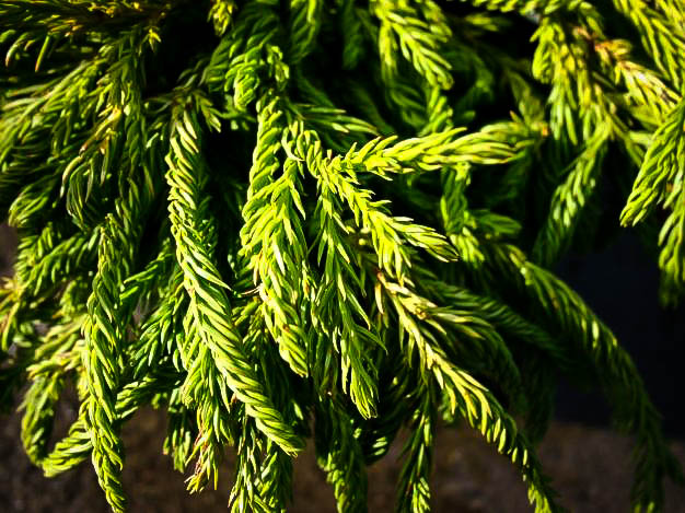 Spiral Japanese Cedar For Sale Online | The Tree Center