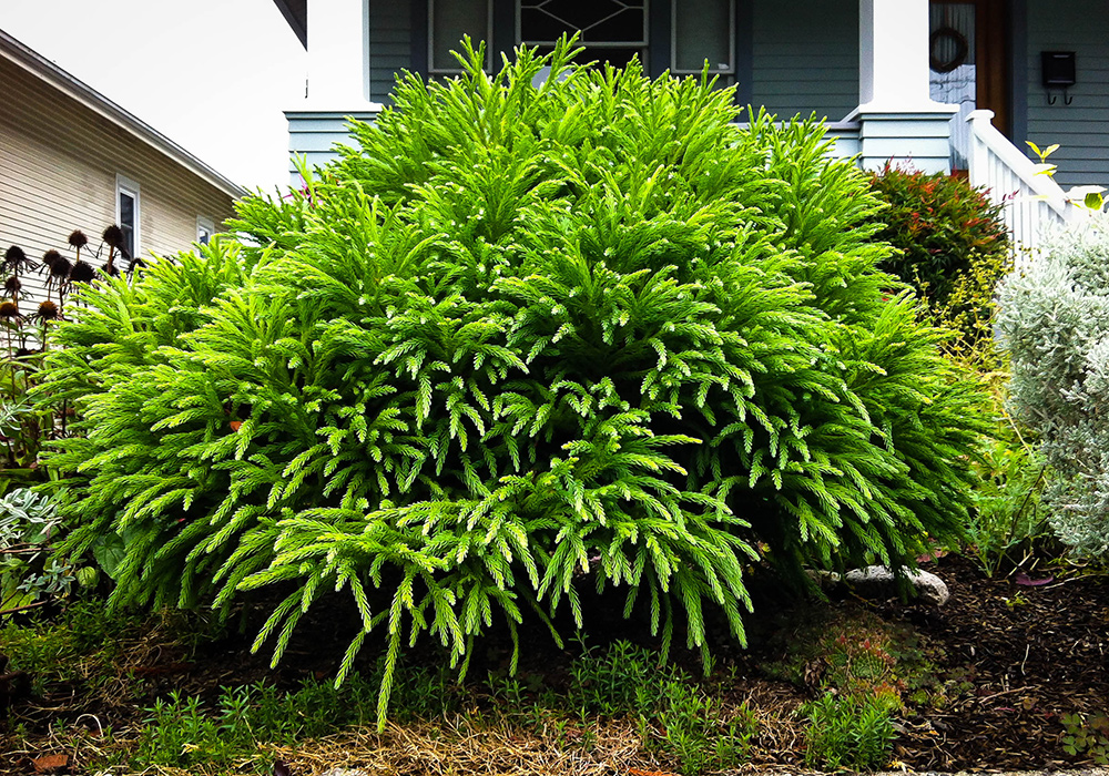 Spiral Japanese Cedar For Sale Online | The Tree Center