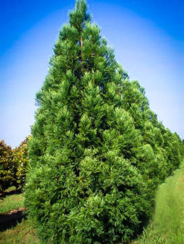 Cryptomeria Trees For Sale | Japanese Cedar Trees | The Tree Center™