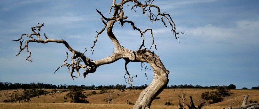 How to Kill a Tree | The Tree Center™